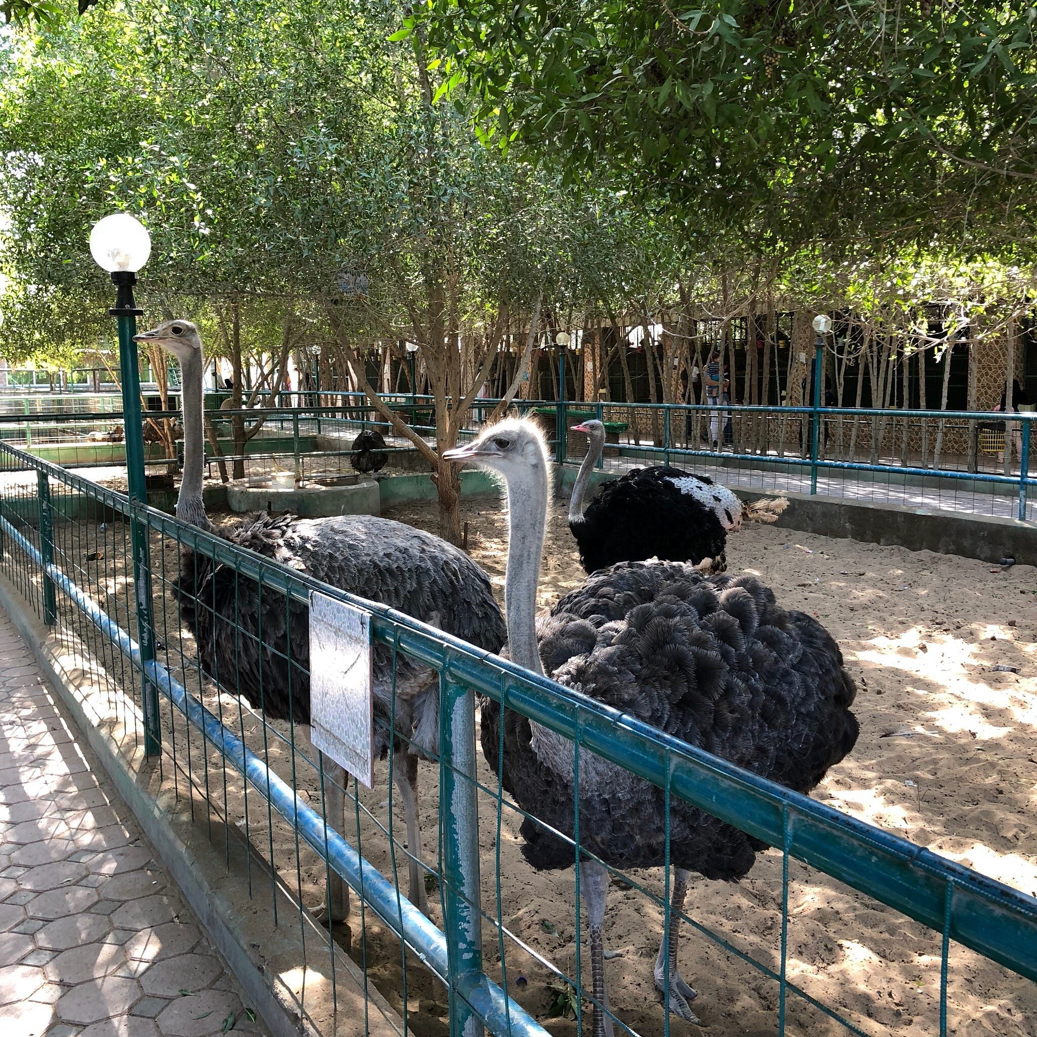 Barka Zoo: An Naman Park in Oman has 5 amazing ameneties. - Shukran Oman