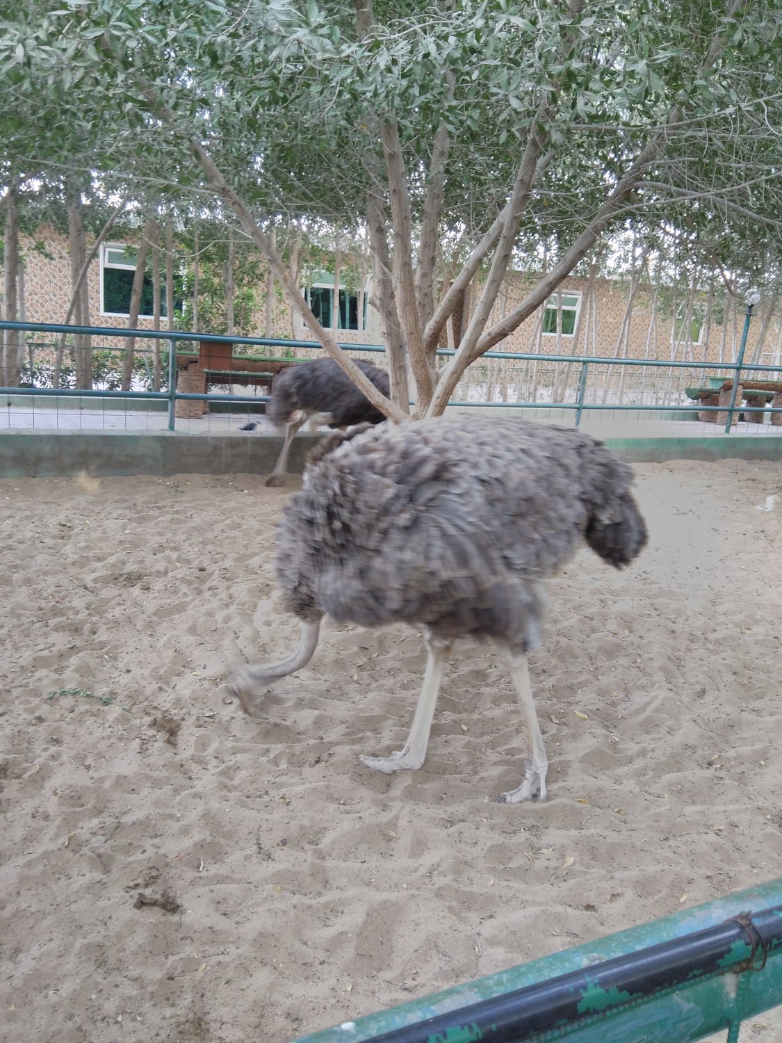 Barka Zoo: An Naman Park in Oman has 5 amazing ameneties. - Shukran Oman