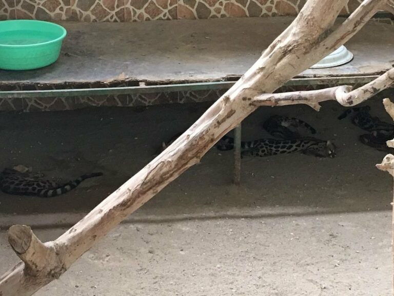 Barka Zoo: An Naman Park in Oman has 5 amazing ameneties. - Shukran Oman