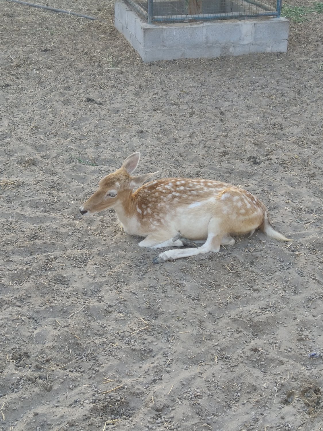 Barka Zoo: An Naman Park in Oman has 5 amazing ameneties. - Shukran Oman