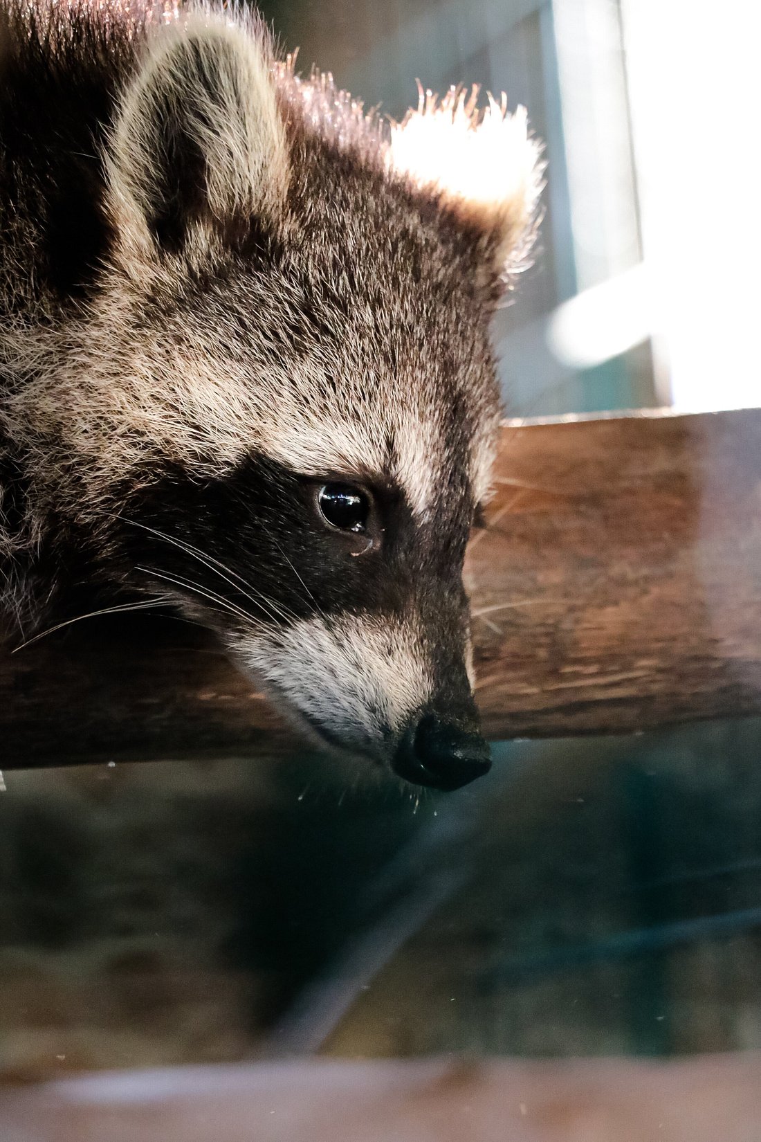 Barka Zoo: An Naman Park in Oman has 5 amazing ameneties. - Shukran Oman
