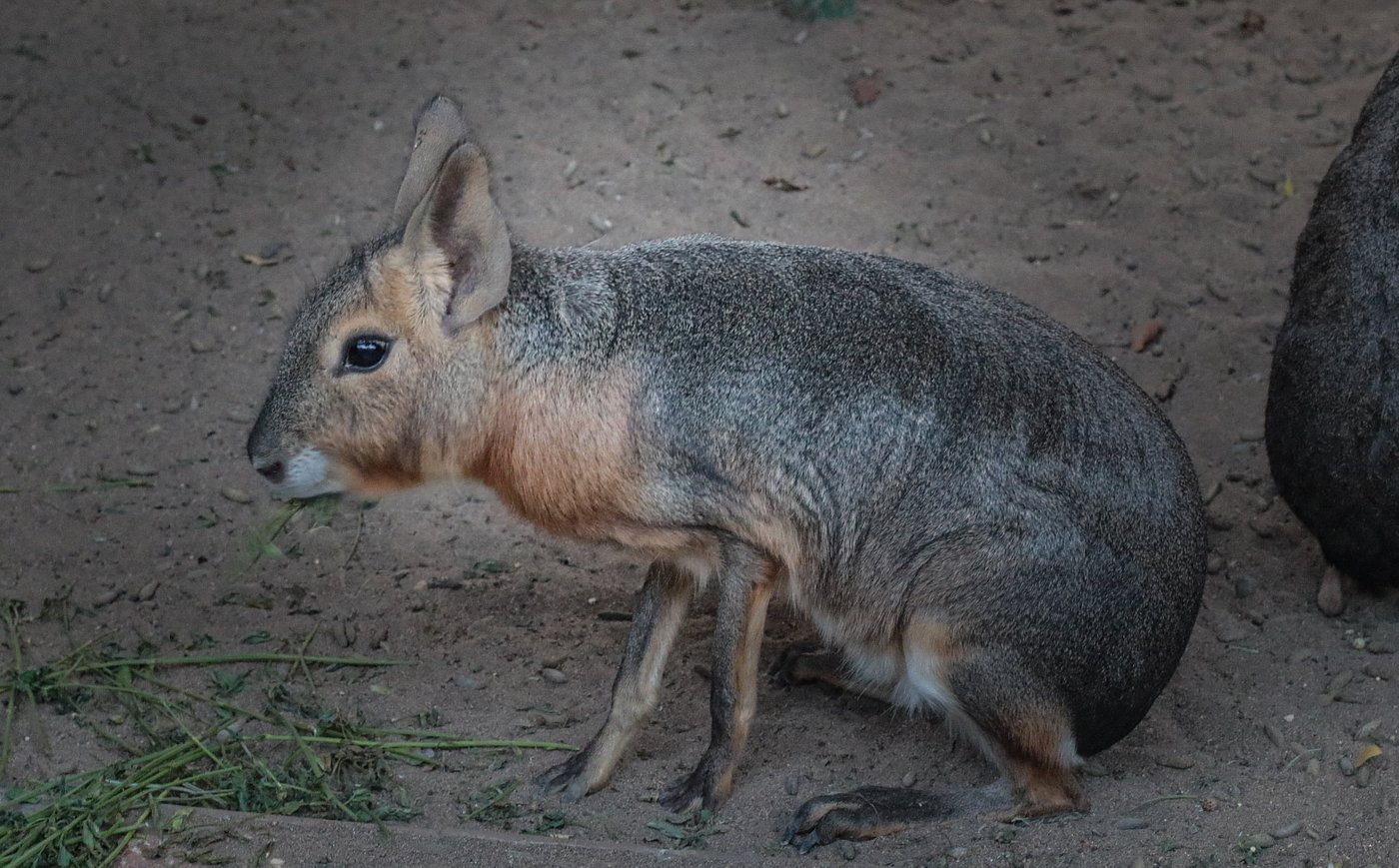 Barka Zoo: An Naman Park in Oman has 5 amazing ameneties. - Shukran Oman