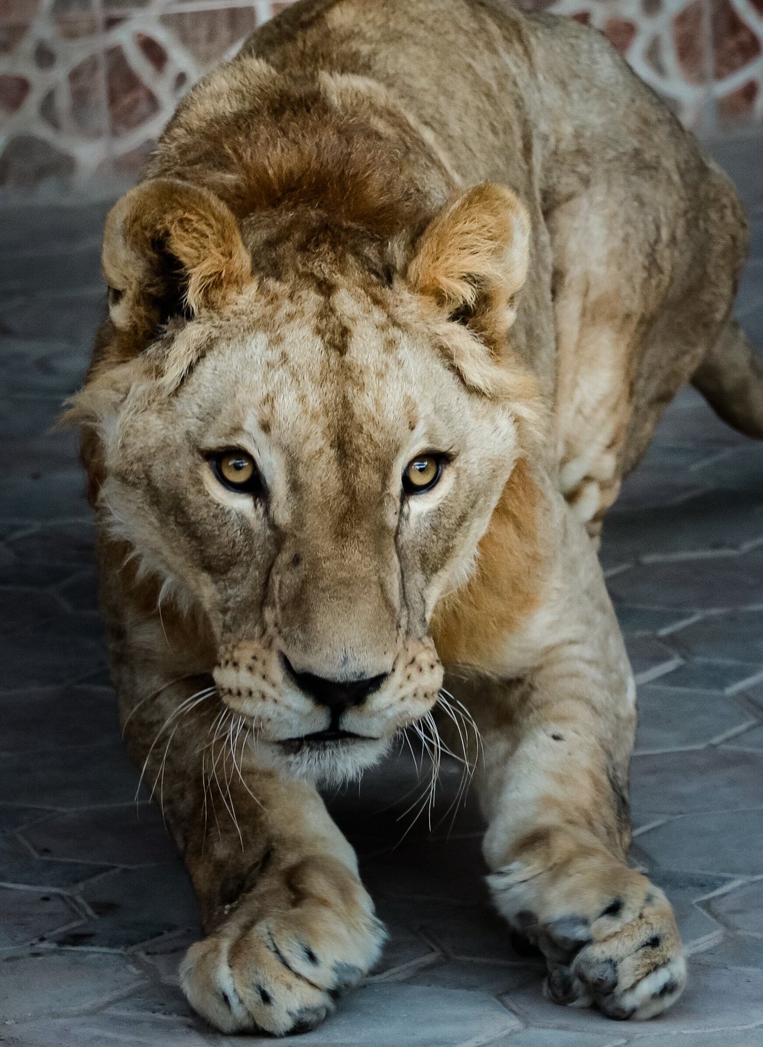 Barka Zoo: An Naman Park in Oman has 5 amazing ameneties. - Shukran Oman
