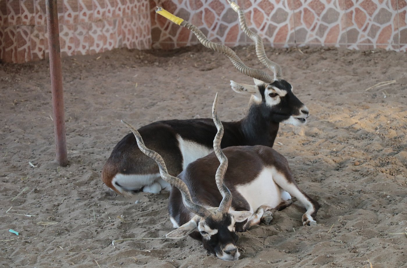 Barka Zoo: An Naman Park in Oman has 5 amazing ameneties. - Shukran Oman