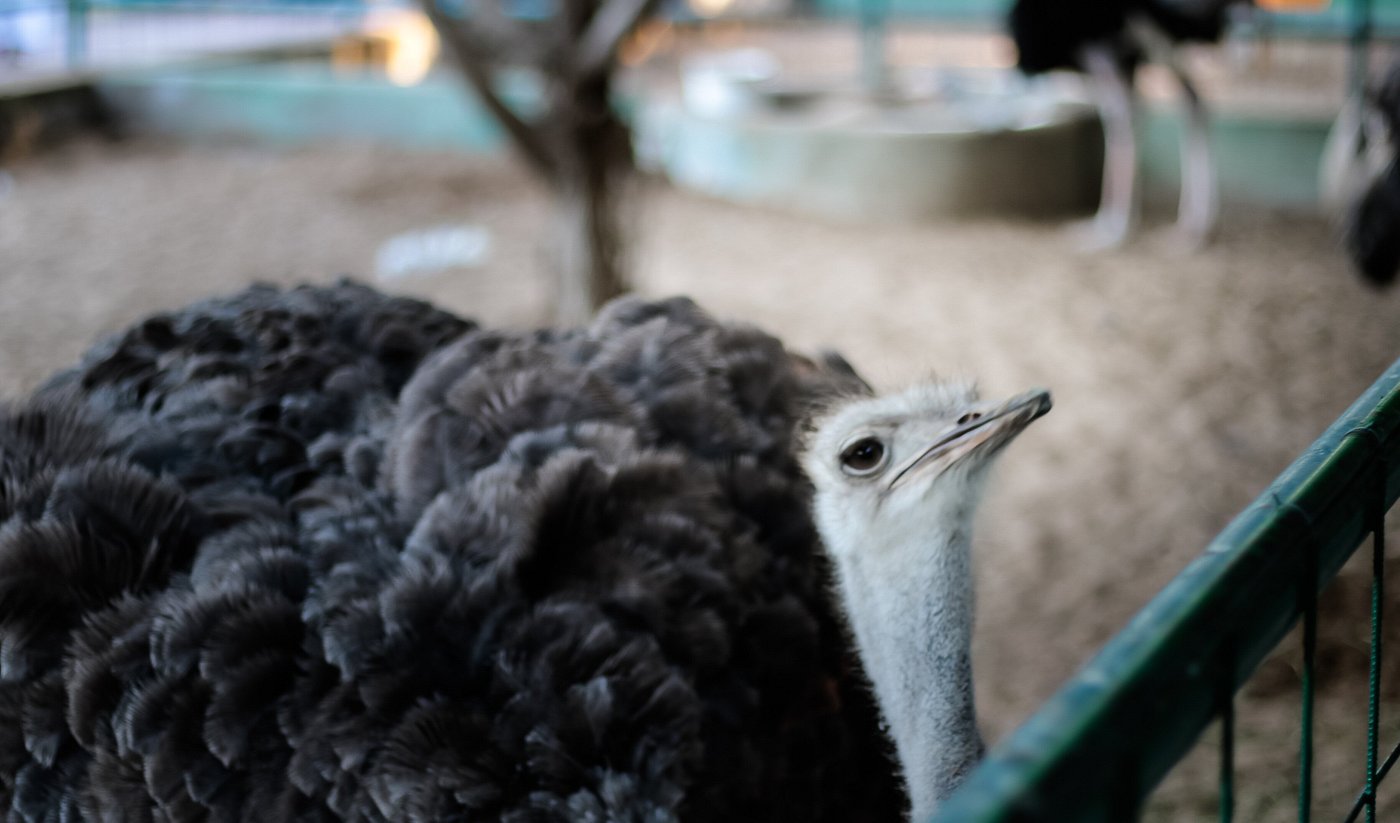 Barka Zoo: An Naman Park in Oman has 5 amazing ameneties. - Shukran Oman