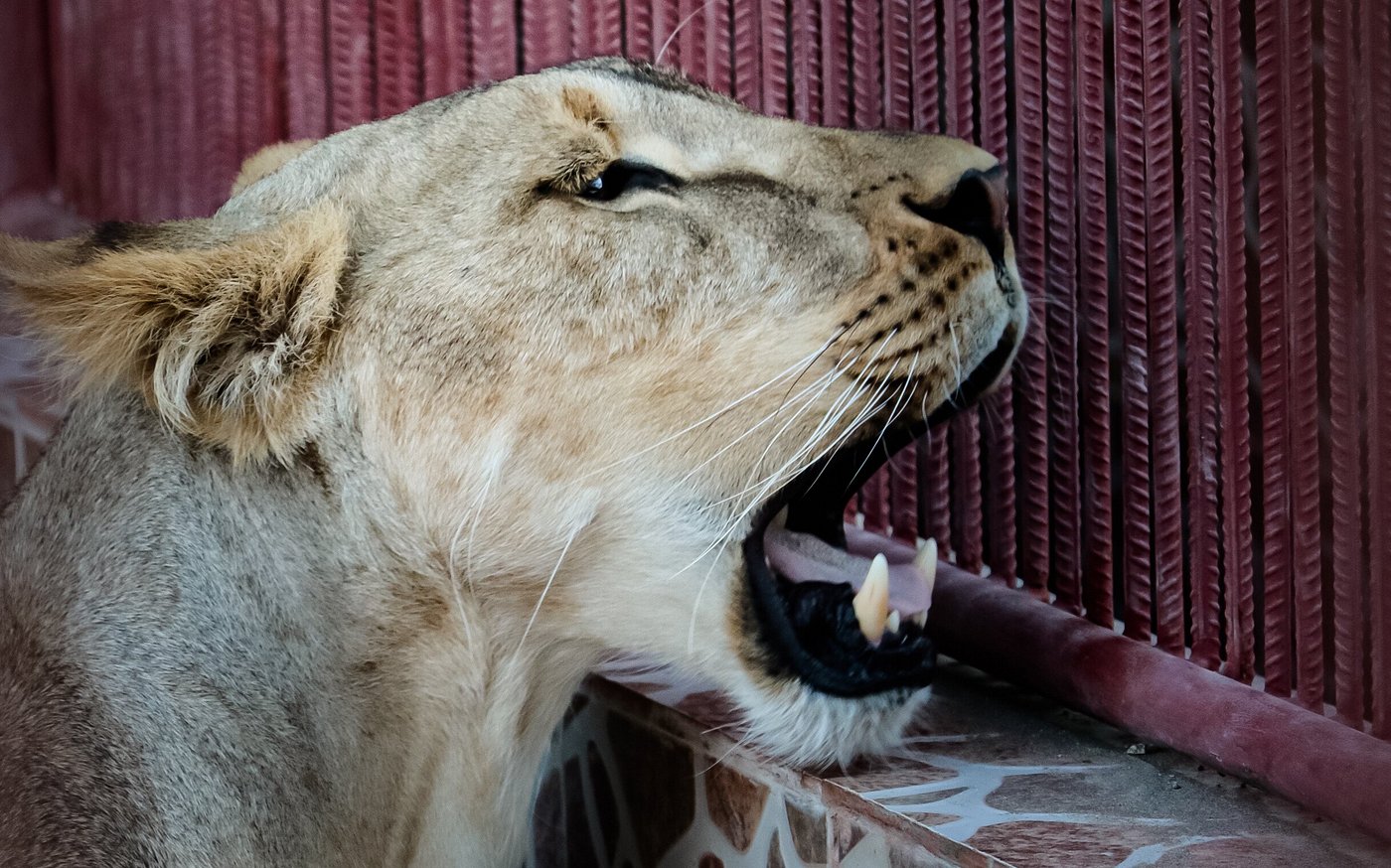 Barka Zoo: An Naman Park in Oman has 5 amazing ameneties. - Shukran Oman