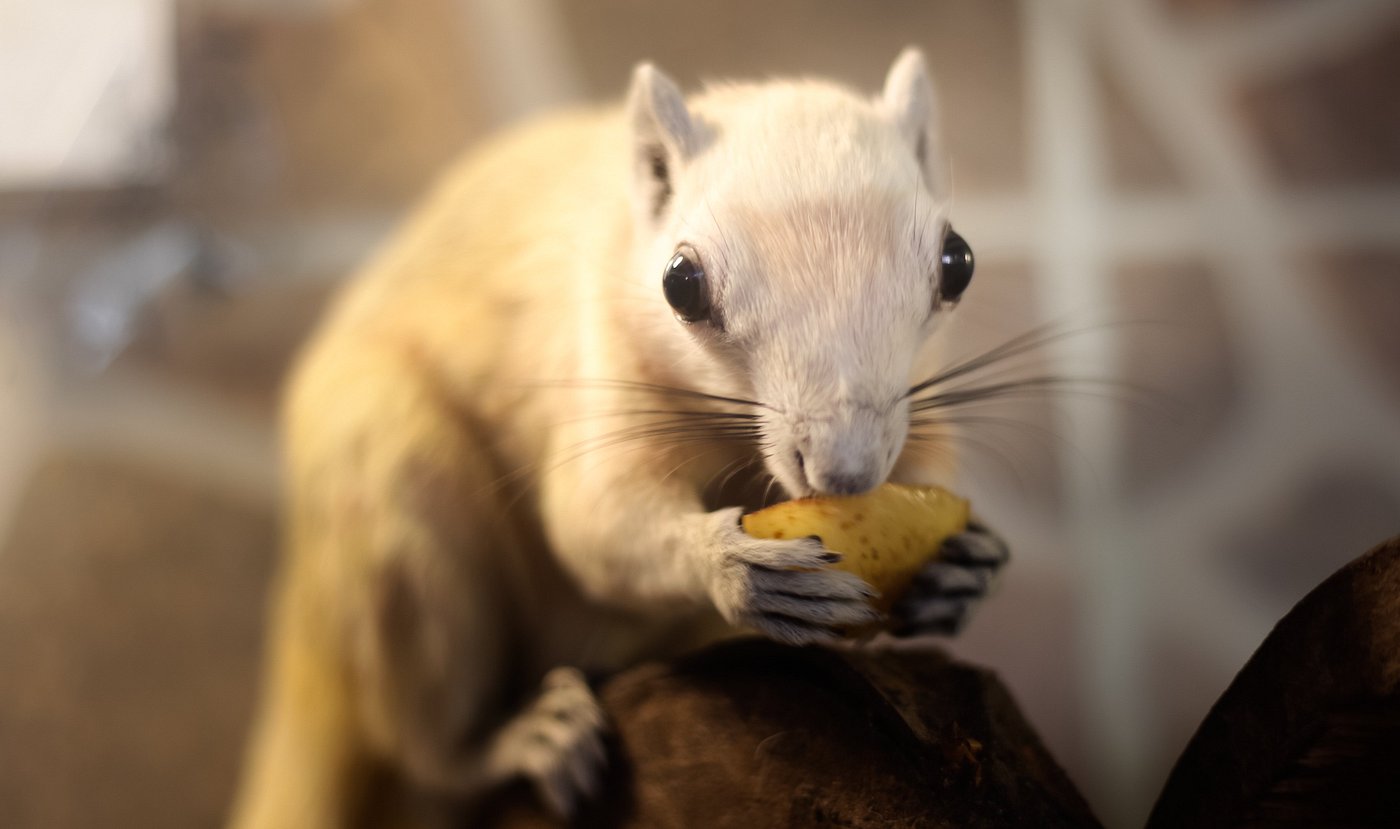 Barka Zoo: An Naman Park in Oman has 5 amazing ameneties. - Shukran Oman