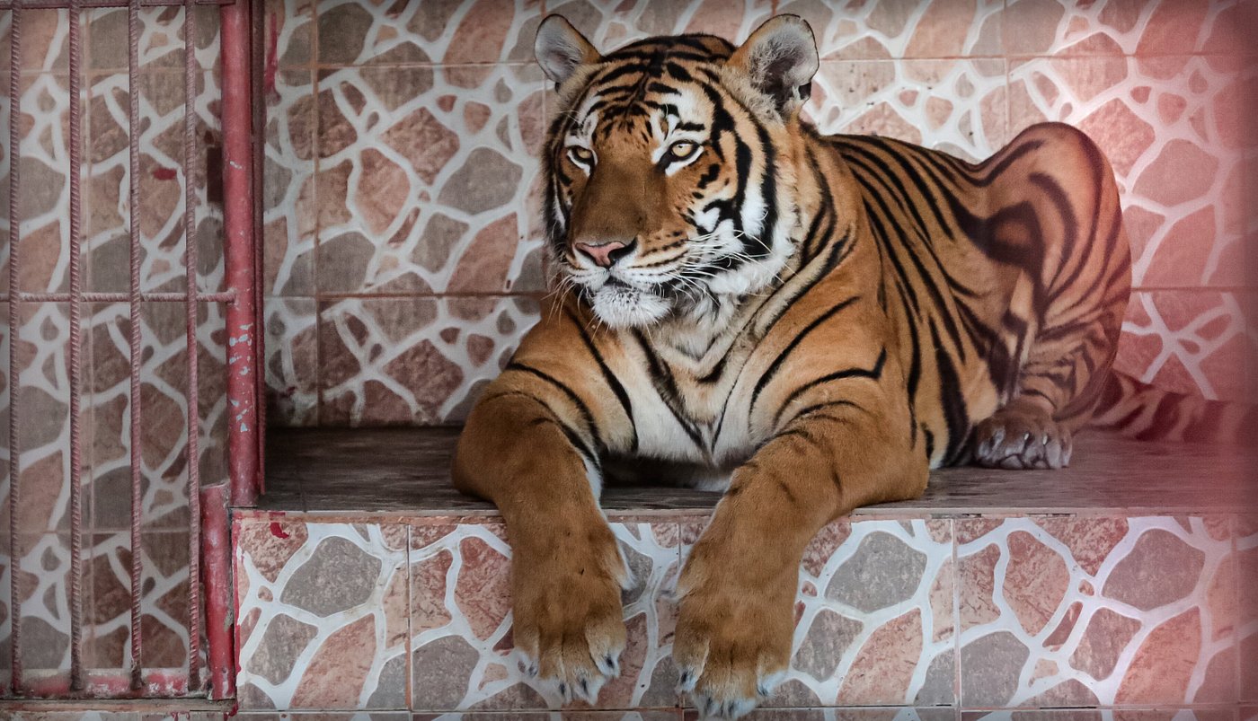 Barka Zoo: An Naman Park in Oman has 5 amazing ameneties. - Shukran Oman