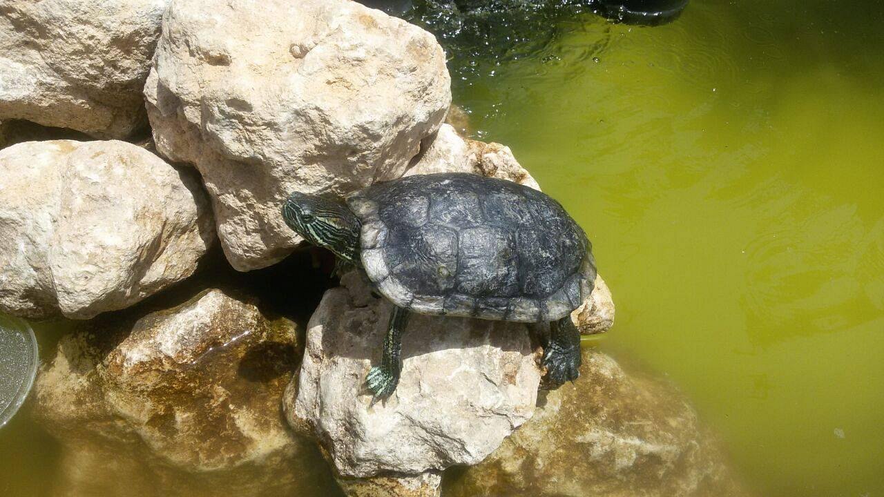 Barka Zoo: An Naman Park in Oman has 5 amazing ameneties. - Shukran Oman