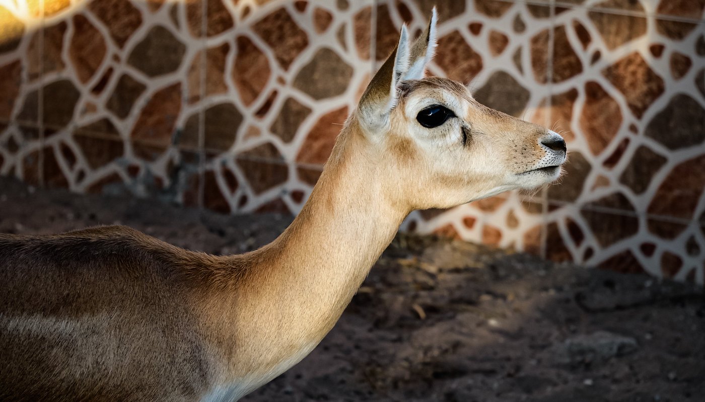 Barka Zoo: An Naman Park in Oman has 5 amazing ameneties. - Shukran Oman