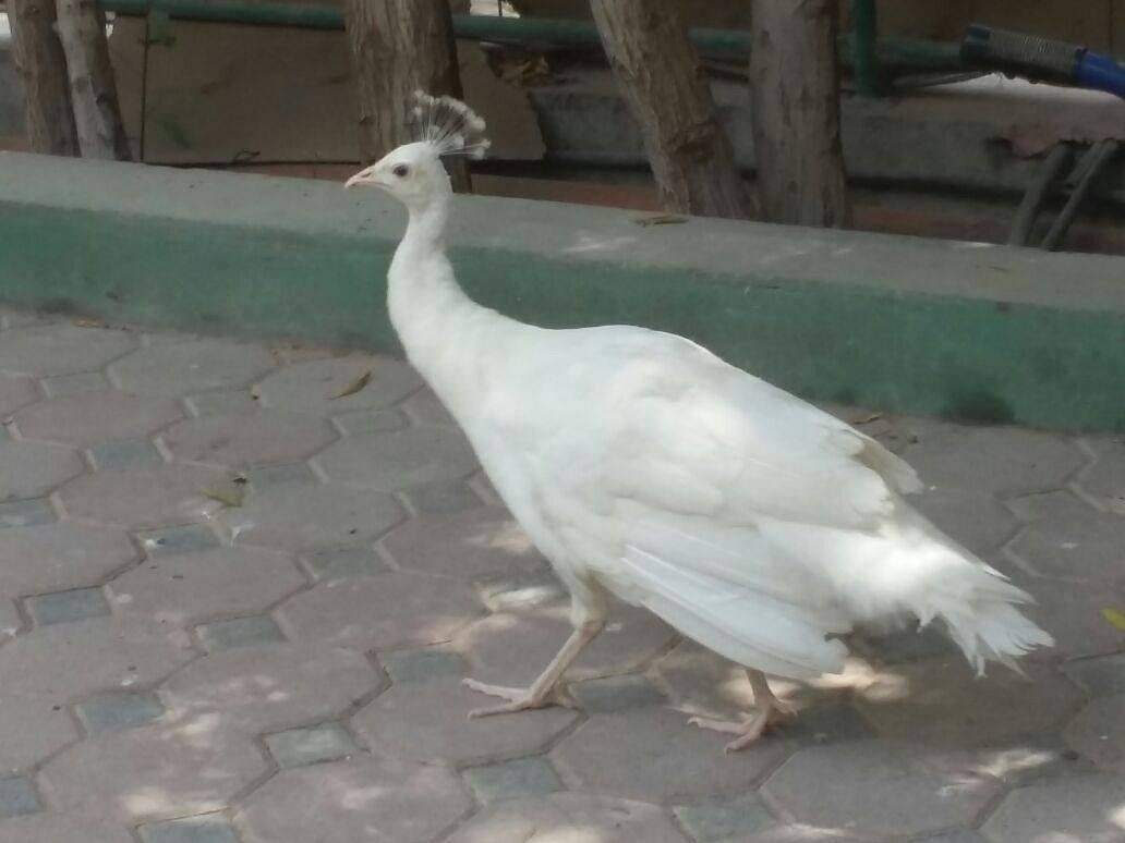 Barka Zoo: An Naman Park in Oman has 5 amazing ameneties. - Shukran Oman