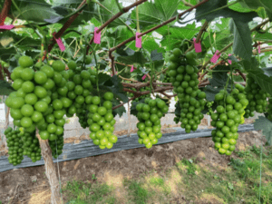 Muscat Grapes: An Overview of This Sweet and Fragrant Fruit - Shukran Oman